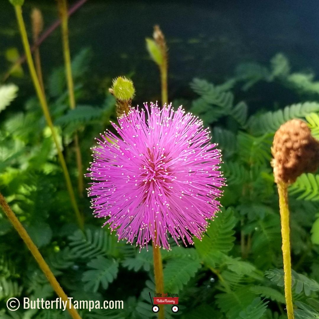 Sunshine Mimosa (Mimosa strigillosa) – Little Red Wagon Native Nursery
