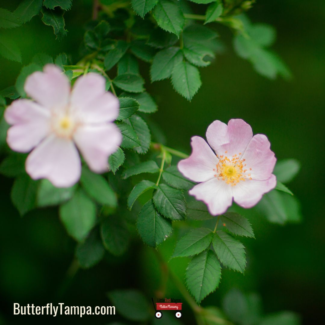 Swamp Rose Bush