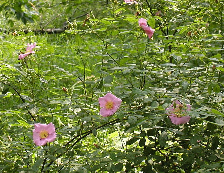Swamp Rose Bush