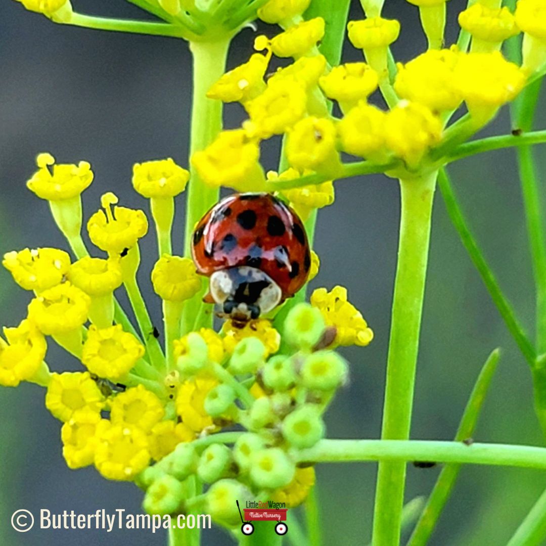Sweet Fennel - Foeniculum vulgare (1 gal.) – Little Red Wagon Native ...