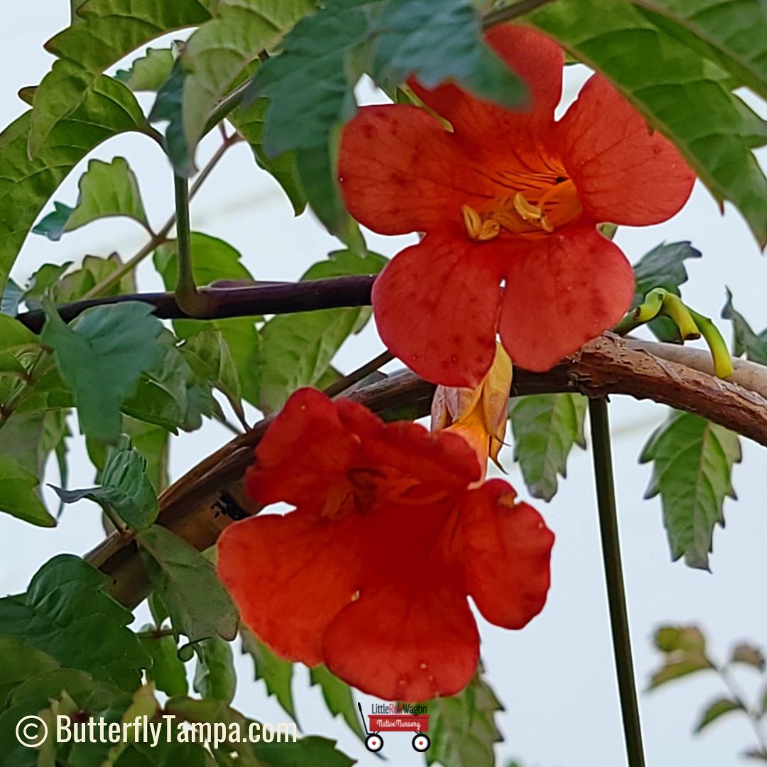 Trumpet Creeper - Campsis radicans – Little Red Wagon Native Nursery