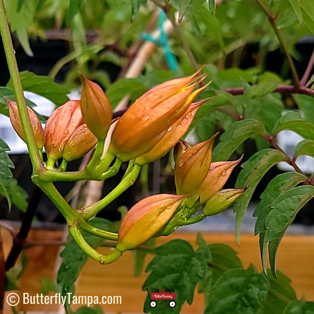 Trumpet Creeper - Campsis radicans – Little Red Wagon Native Nursery