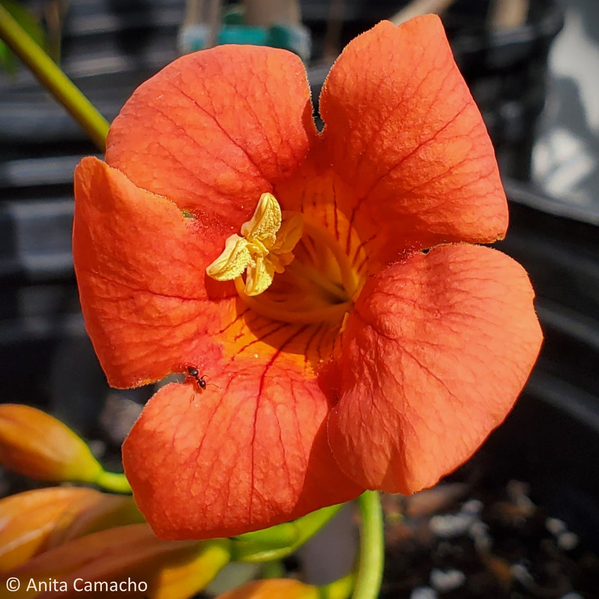 Trumpet Creeper - Campsis radicans – Little Red Wagon Native Nursery