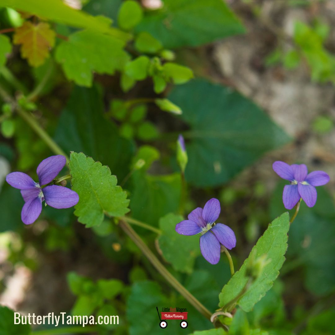 Walter's Violet - Viola Walteri (1 Gal.) – Little Red Wagon Native Nursery