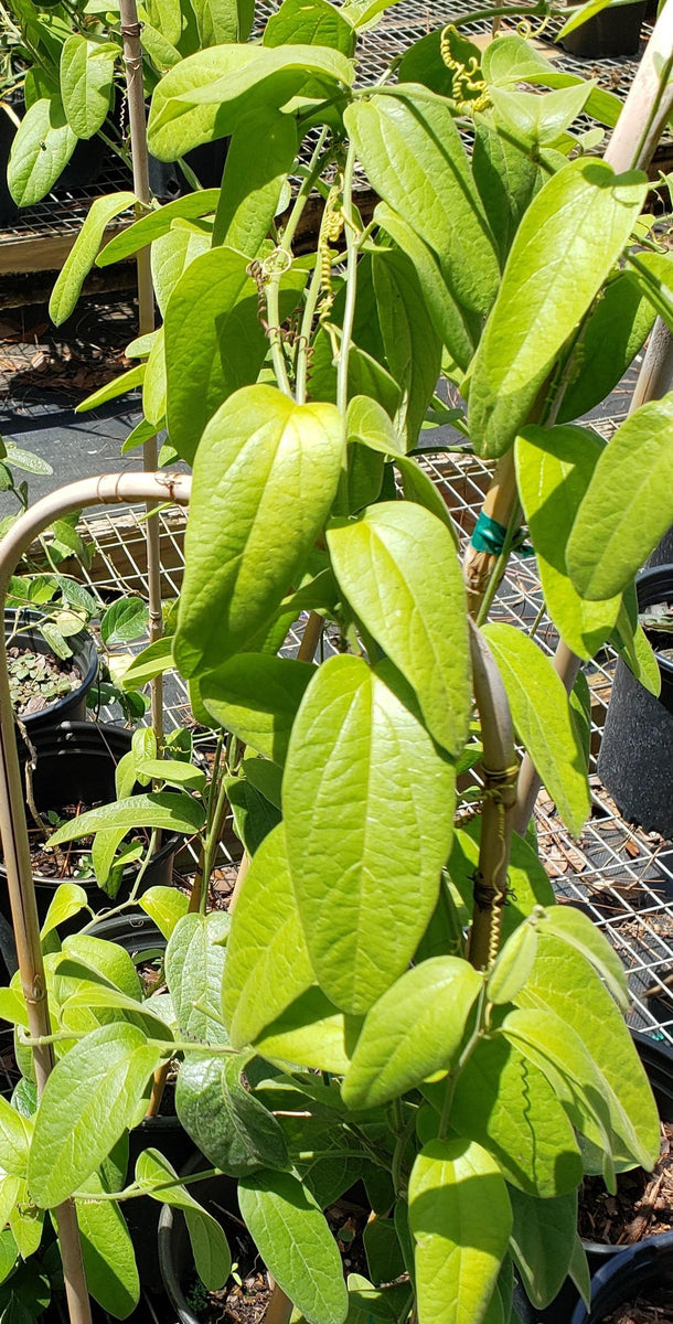 White Flower Passionflower - Passiflora multiflora (1 & 3 gal ...