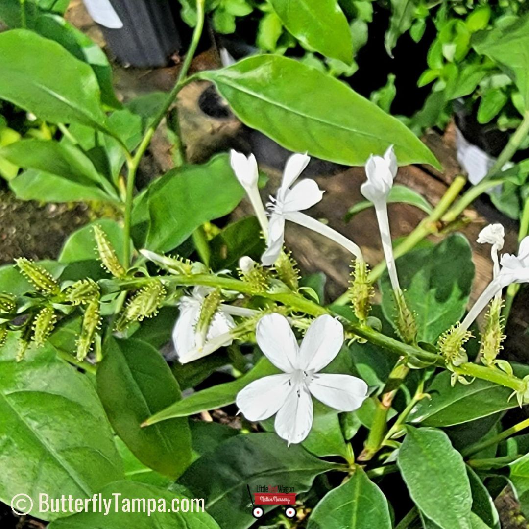 Wild Plumbago - Plumbago zeylanica – Little Red Wagon Native Nursery